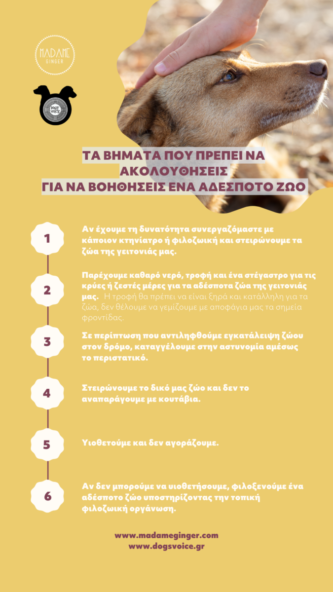 Παγκόσμια Ημέρα Αδέσποτων: Τι μπορείς να κάνεις, για να βοηθήσεις τα ...